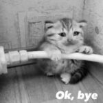 Tổng hợp 99+ ảnh bye meme độc đáo, cười xỉu và cực chất